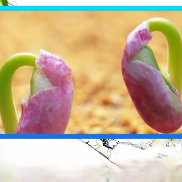 Seed Cold Storage Warehouse Excerpt - Professional Freezer Room,Cold ...